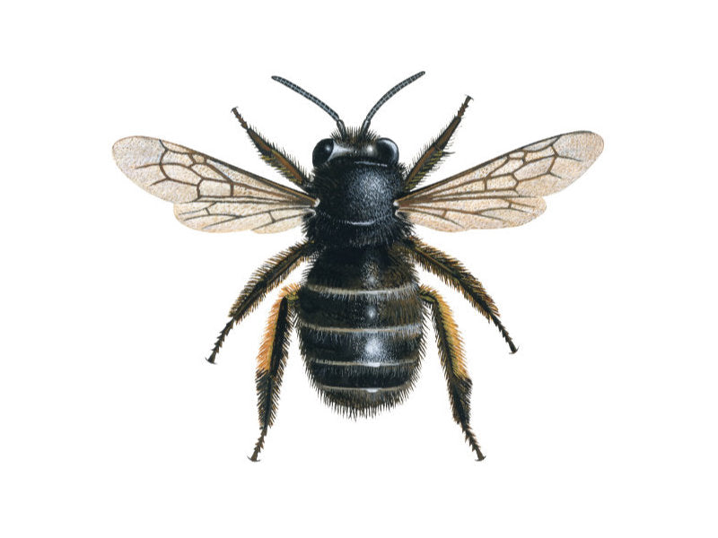 Types of Bees | Identify Common Bee Species in the UK, Europe & US ...