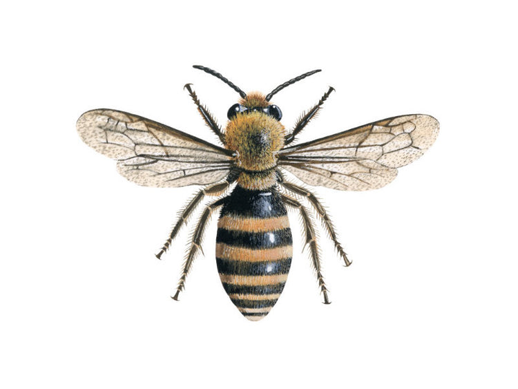 Types of Bees – Beevive
